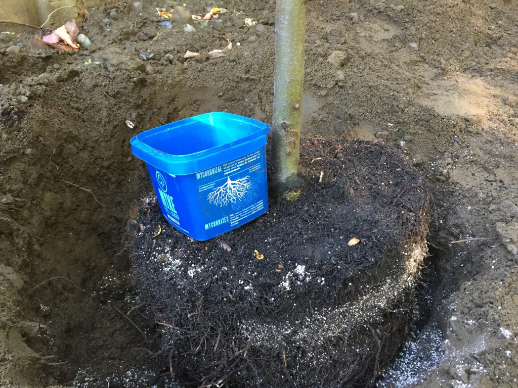 Comment planter un arbre en 10 étapes | Vert-Tige Arboriculture